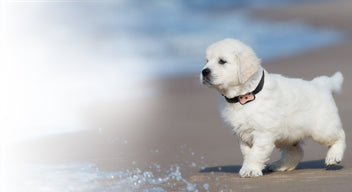 4G GPS Smart Watch Tracking Device for Kids and Seniors – Lil Tracker